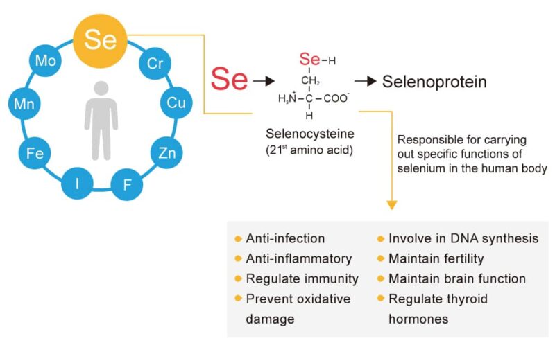 Zelnite®/ 西寧特® | TaiRx, Inc. | New Drug Development